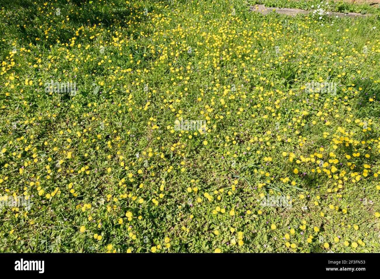 Field of wild flowers in spring Stock Photo - Alamy