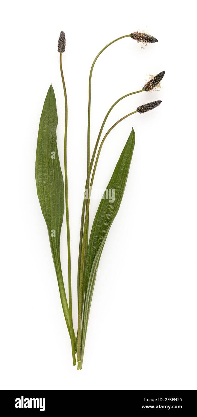 leaves, stems and flowers of plantain on white background Stock Photo ...