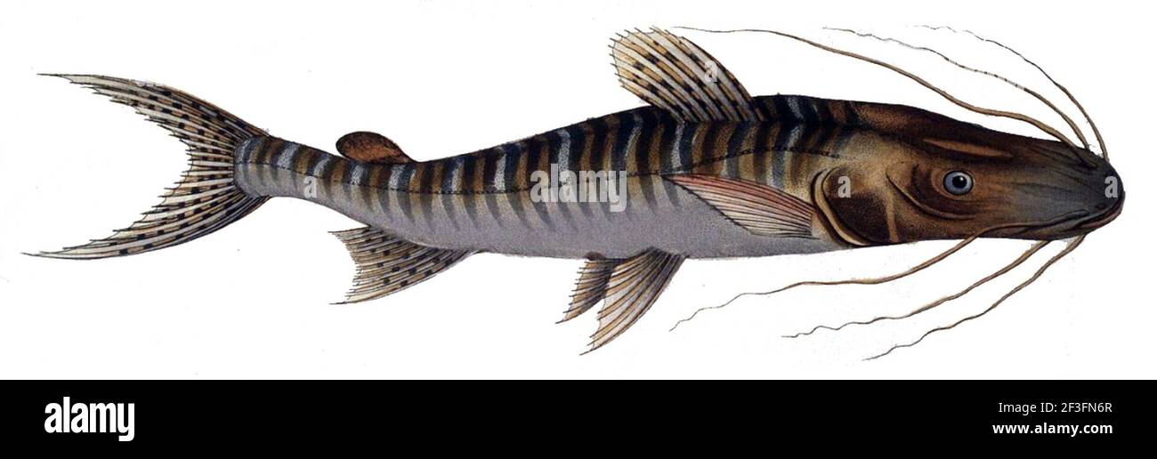 Pseudoplatystoma hi-res stock photography and images - Alamy