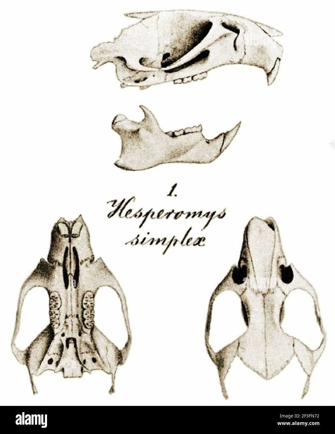 Pseudoryzomys simplex type Stock Photo - Alamy