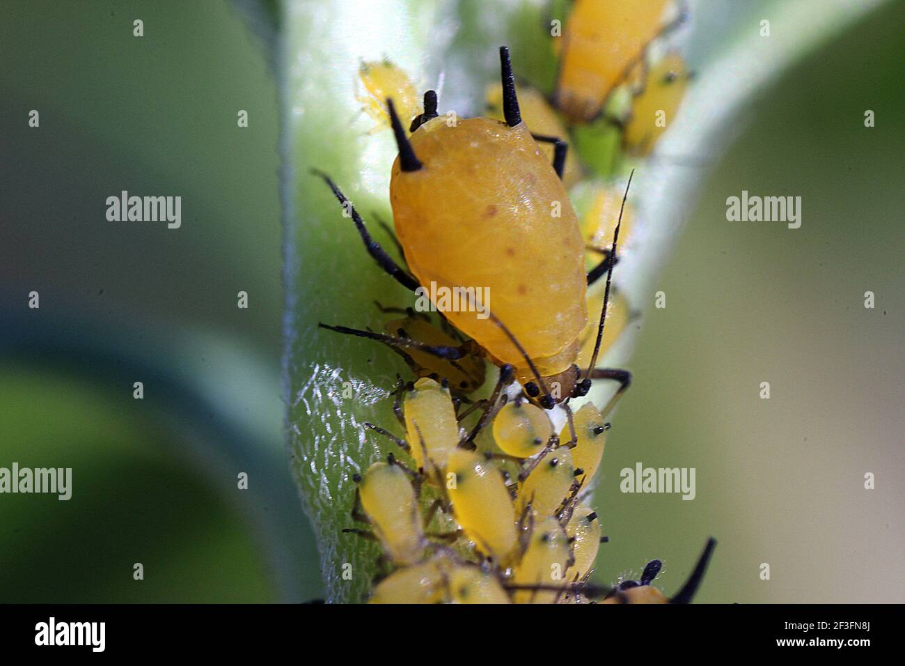 Oleander aphid (Aphis nerii Stock Photo - Alamy