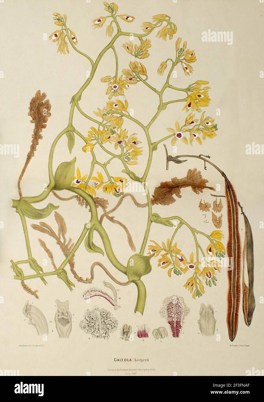Pseudovanilla foliata (as. Galeola ledgeri) - FitzGerald, Australian ...