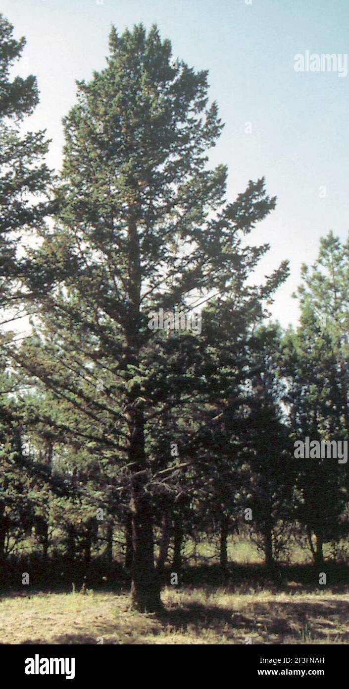 Pseudotsuga glauca tree Stock Photo - Alamy