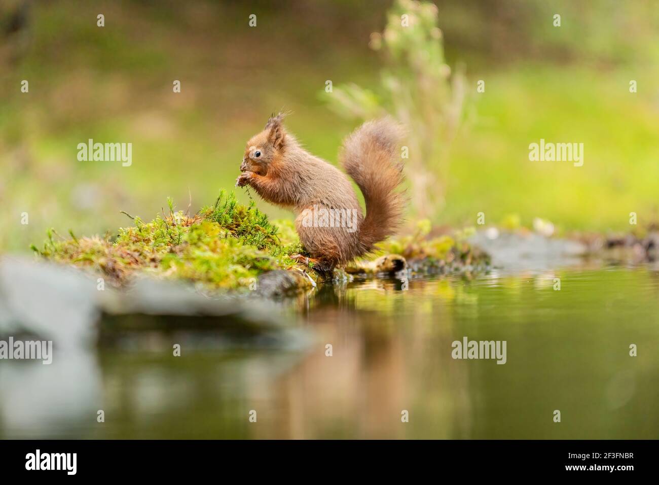 Sciurus vulgaris,Red squirrel, Hawes, Yorkshir Stock Photo - Alamy