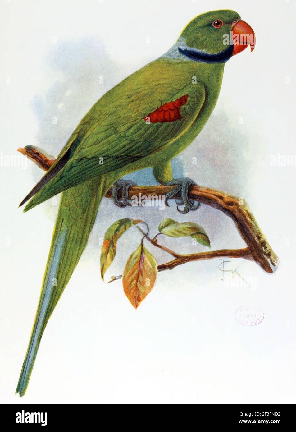 Psittacula wardi hi-res stock photography and images - Alamy