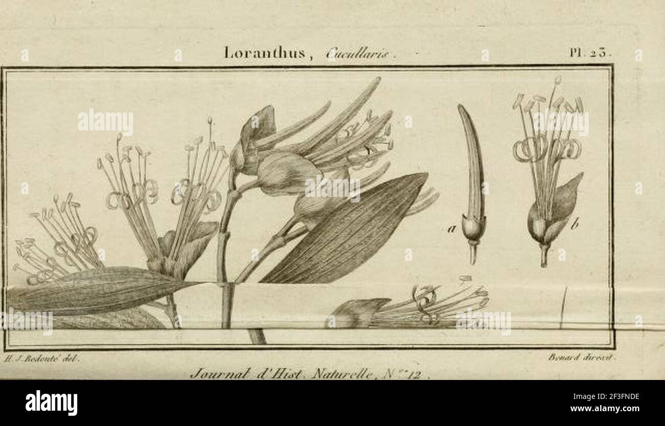 Psittacanthus cucullaris as Loranthus cucullaris (Lamarck Stock Photo ...