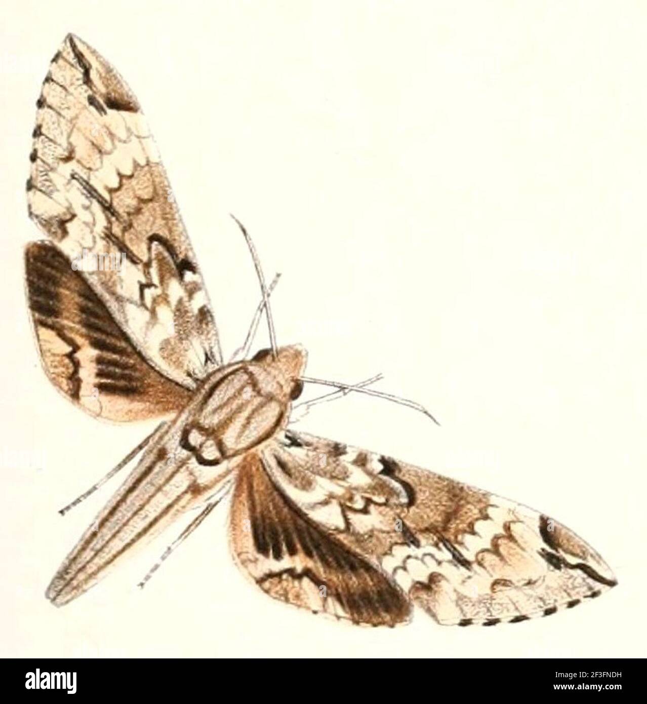 Psilogramma lifuense 1894 Stock Photo - Alamy