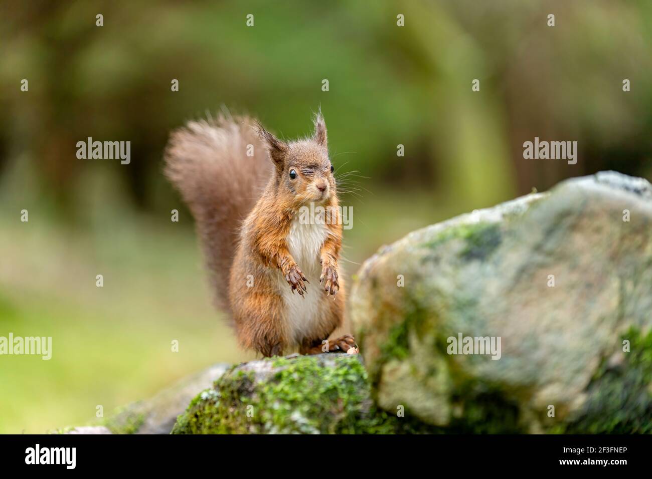 Red squirrel, Sciurus vulgaris, Hawes, Yorkshire Stock Photo - Alamy