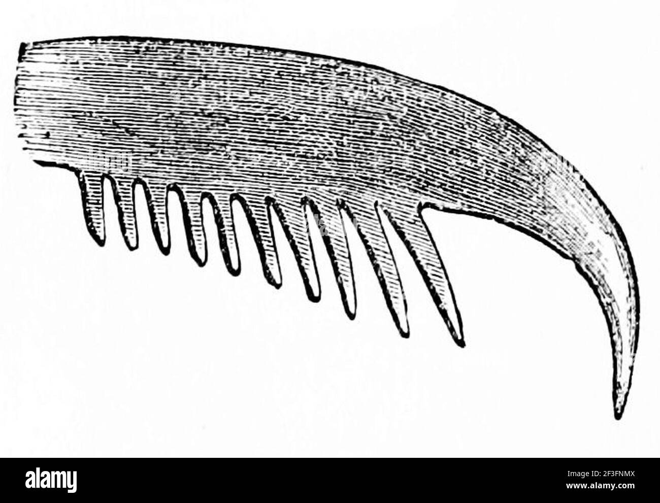 Spider body parts 2 Stock Photo - Alamy