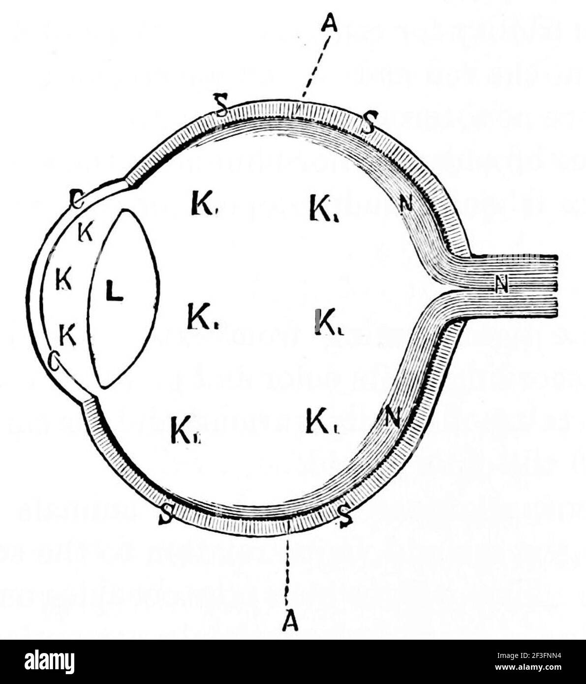 Structure of the eye Black and White Stock Photos & Images - Alamy