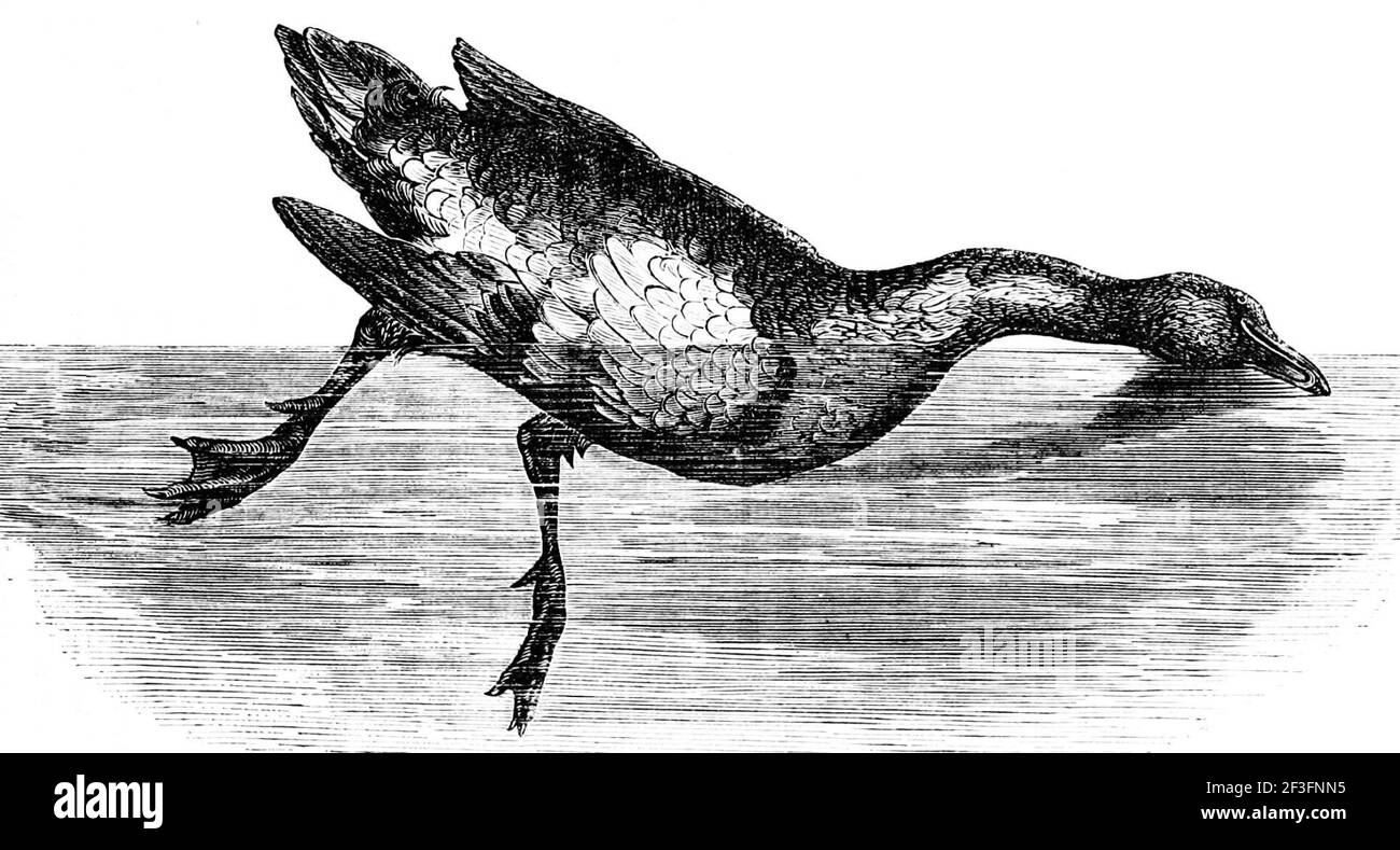 Duck wounded in the right cerebellum Stock Photo - Alamy