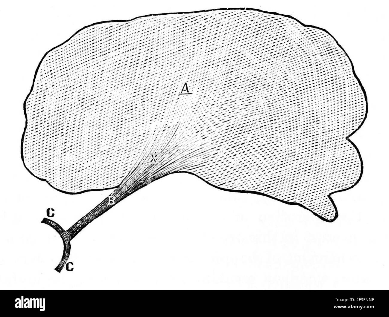 Optic nerve brain Black and White Stock Photos & Images - Alamy