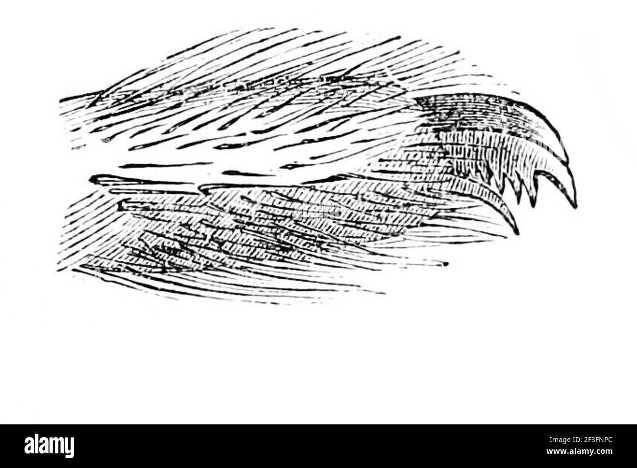 Spider body Black and White Stock Photos & Images - Alamy