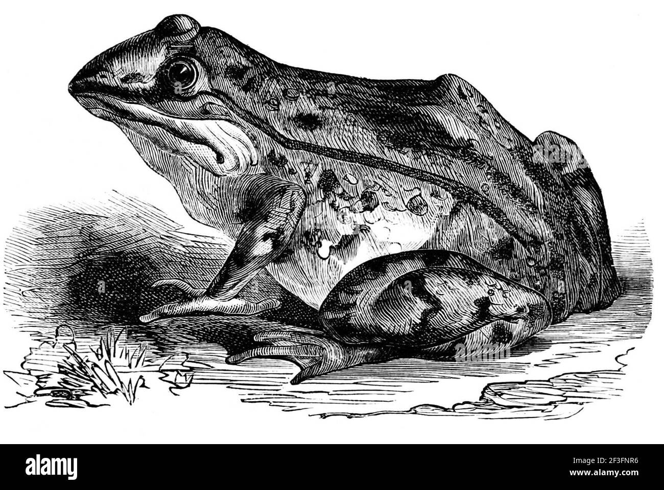 Frog without cerebrum Stock Photo - Alamy