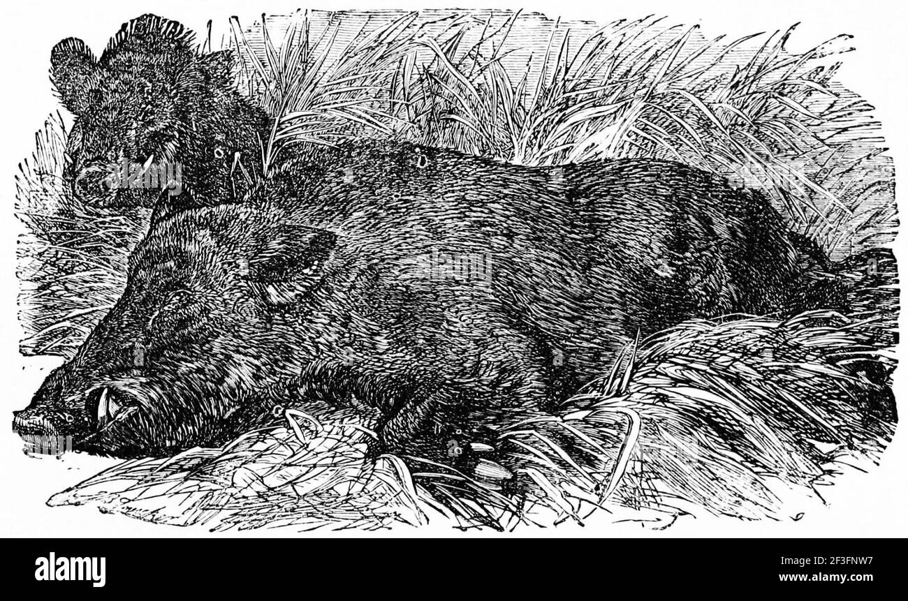 The wild boar Black and White Stock Photos & Images - Alamy