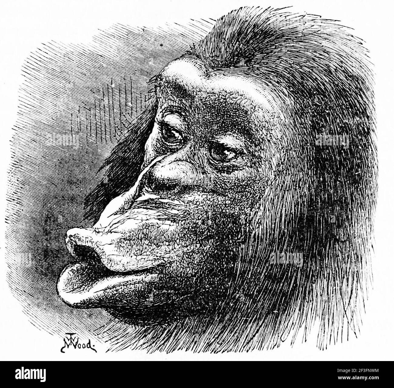 The sulky Black and White Stock Photos & Images - Alamy