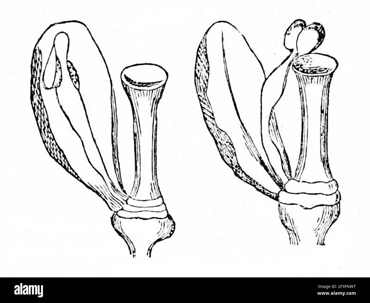 Stylidium hi-res stock photography and images - Alamy