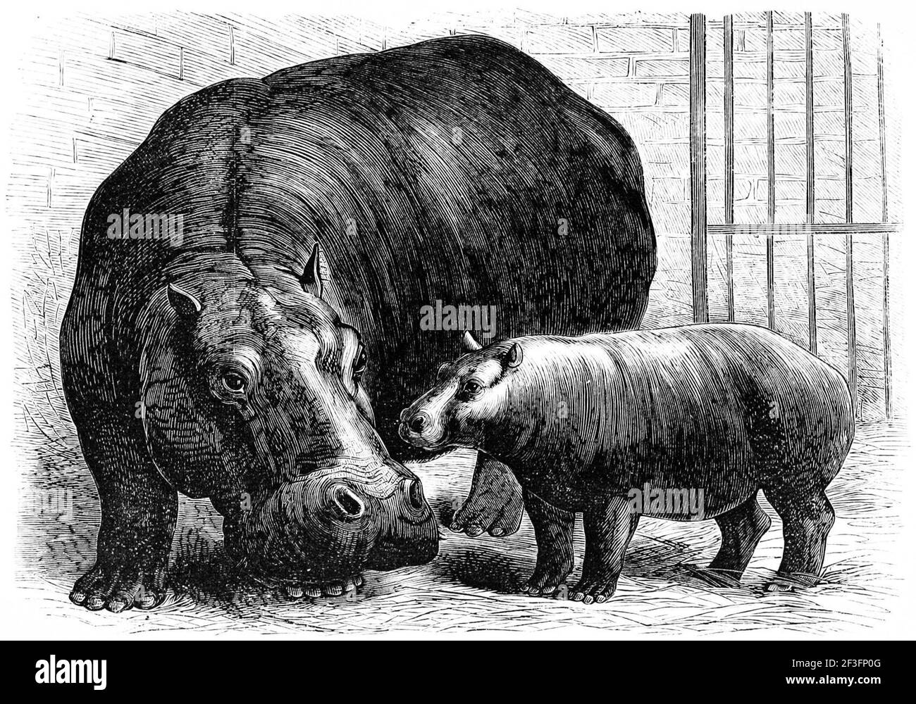 Hippo mother and baby Stock Photo - Alamy