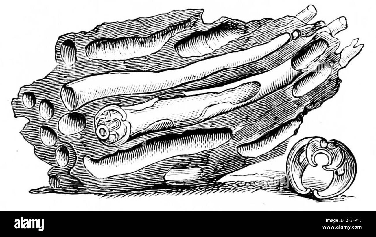 Timber honeycombed by the teredo Stock Photo - Alamy