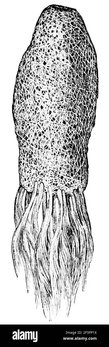 Glass sponge Black and White Stock Photos & Images - Alamy