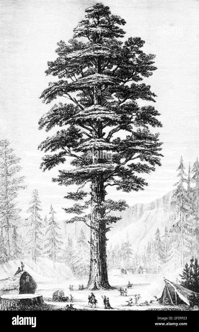 Sequoia gigantea of california Stock Photo - Alamy