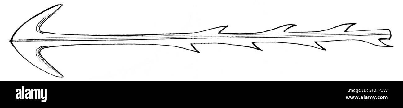 Pheronema hi-res stock photography and images - Alamy