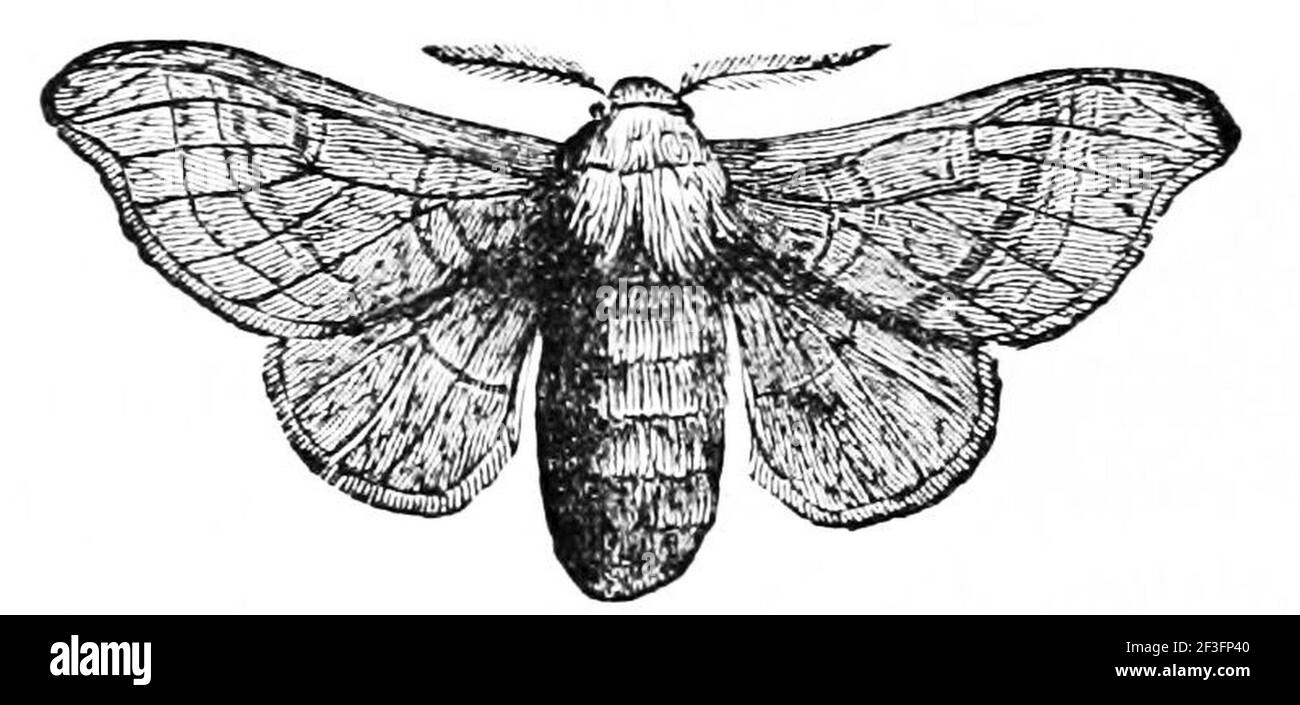 Silkworm Moth Female