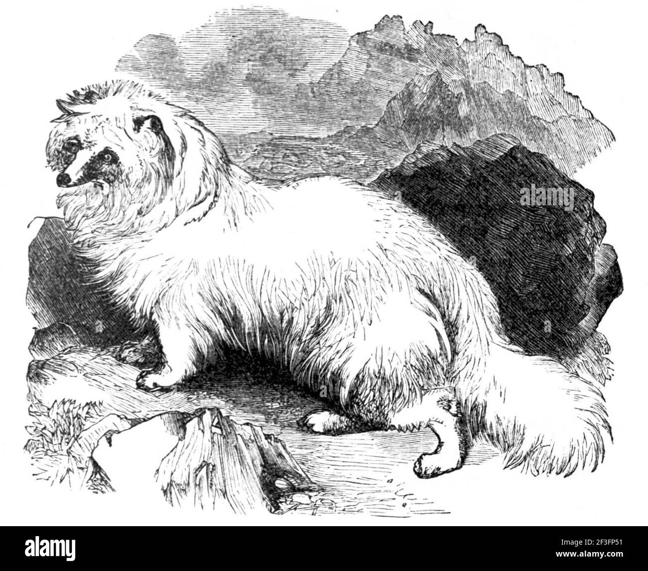 The arctic fox Cut Out Stock Images & Pictures - Alamy