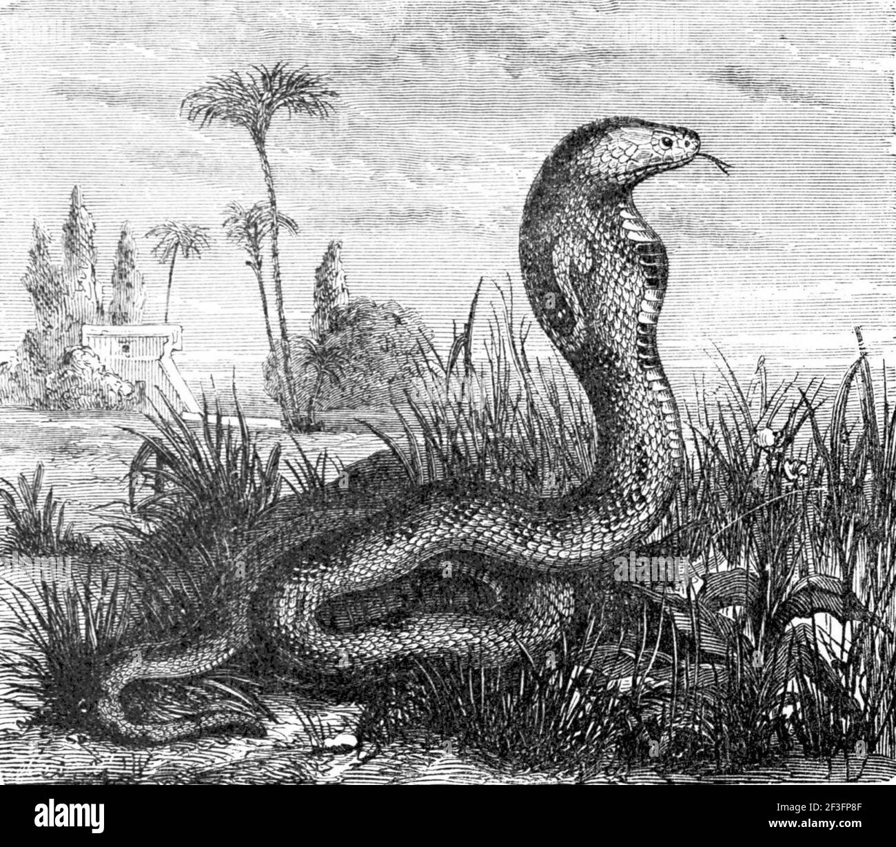 Cobra de capello Stock Photo - Alamy