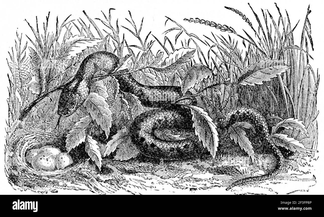 Grass snake snake Black and White Stock Photos & Images - Alamy