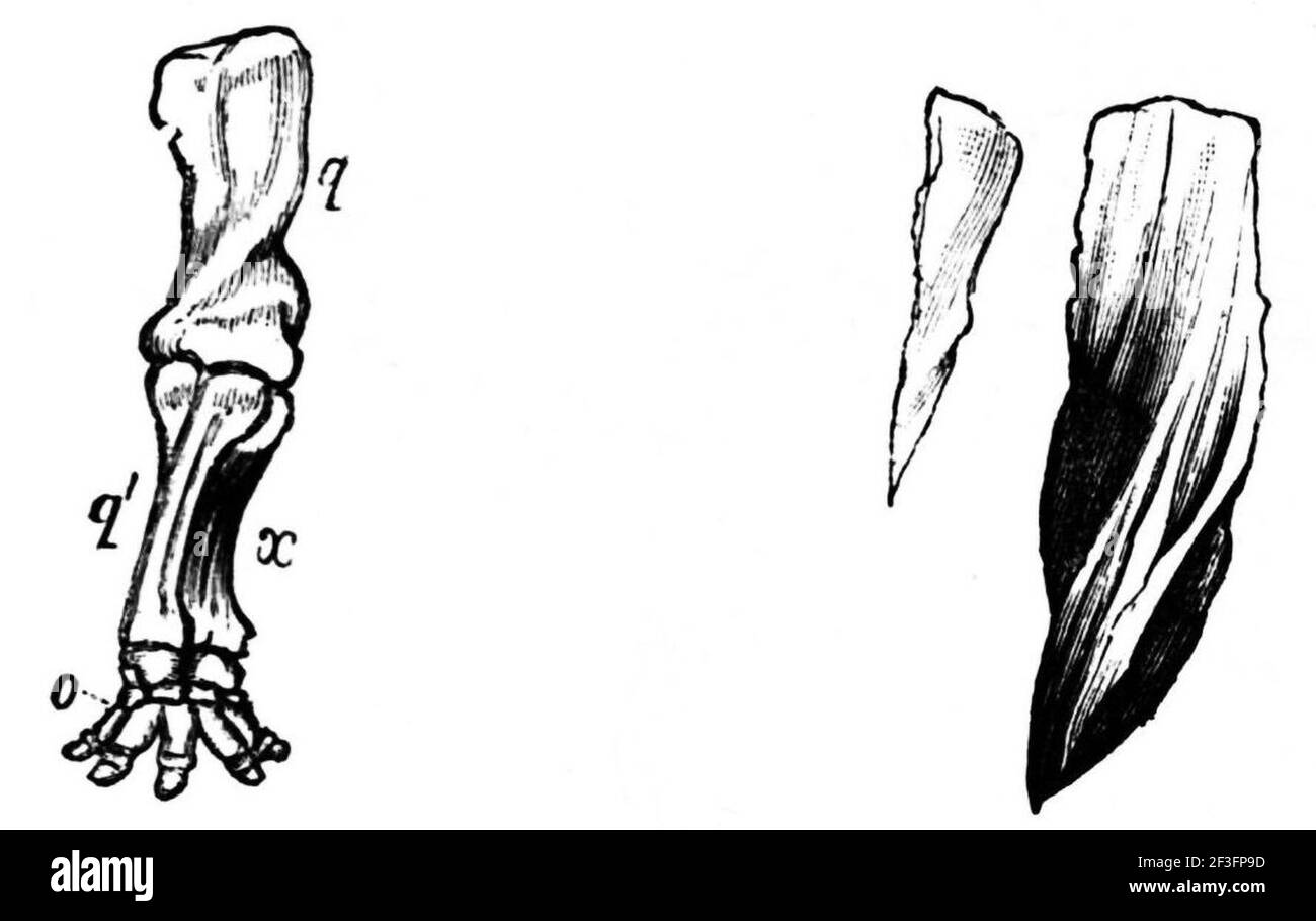 Rear leg Cut Out Stock Images & Pictures - Alamy