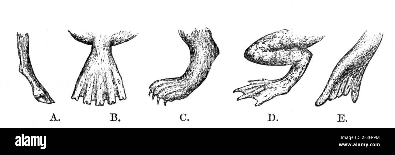 Evolutionary adaptions of feet Stock Photo - Alamy