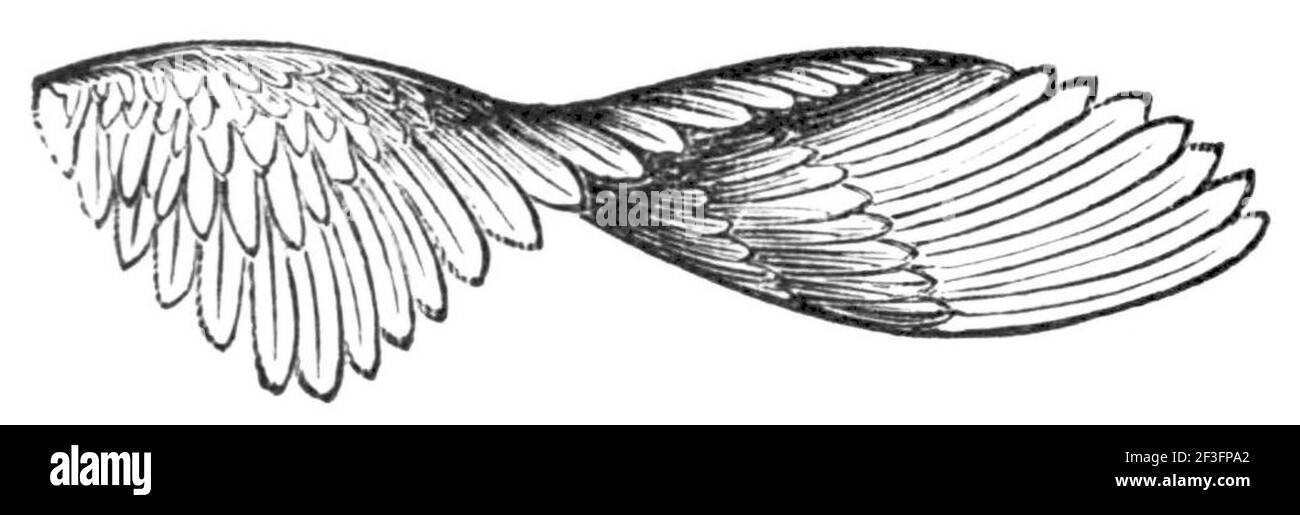 Partridge wings in flight Stock Photo - Alamy