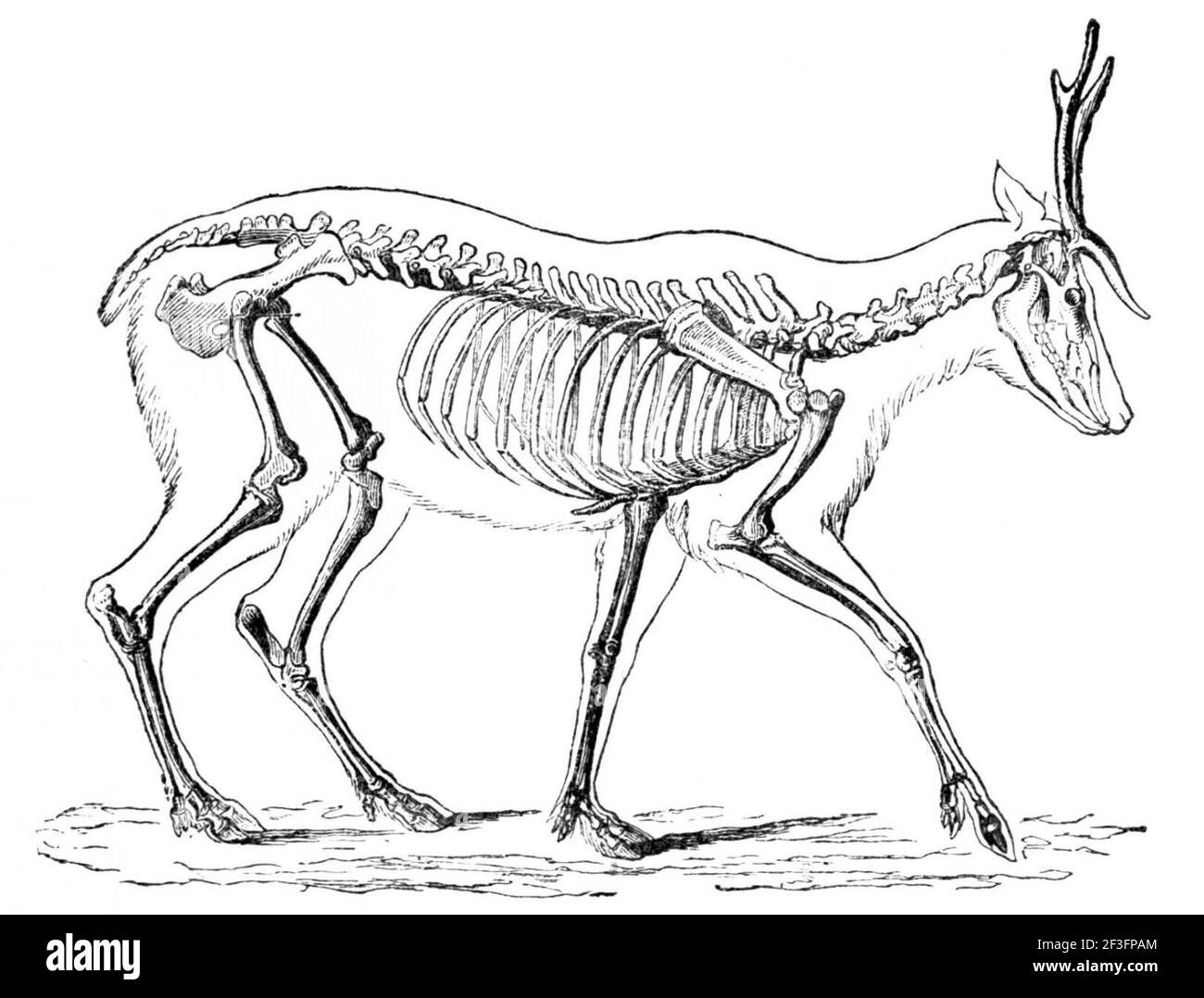 Skeleton of the deer Stock Photo - Alamy