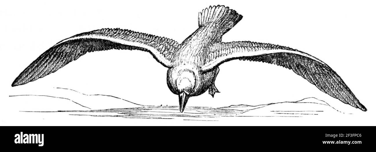 Gull wing movements Stock Photo - Alamy