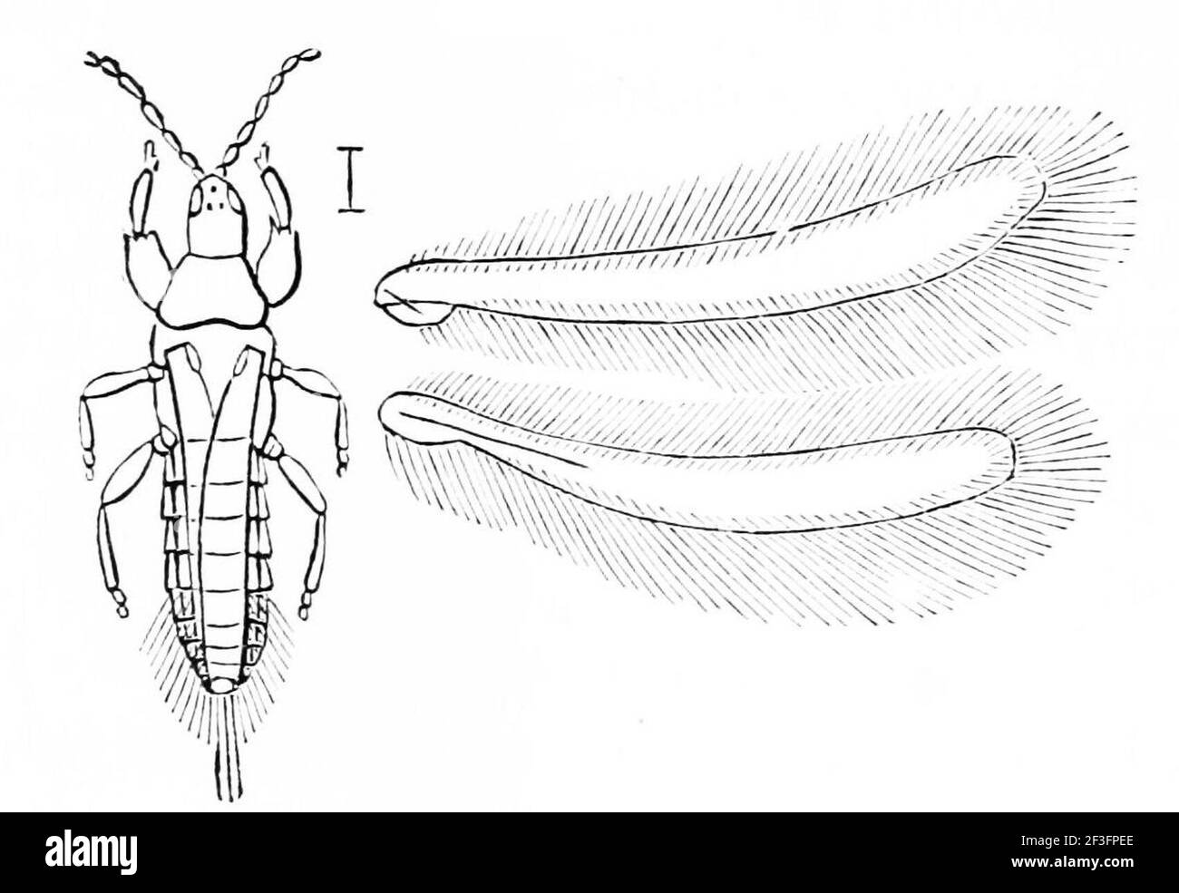 Thrips vintage Cut Out Stock Images & Pictures - Alamy