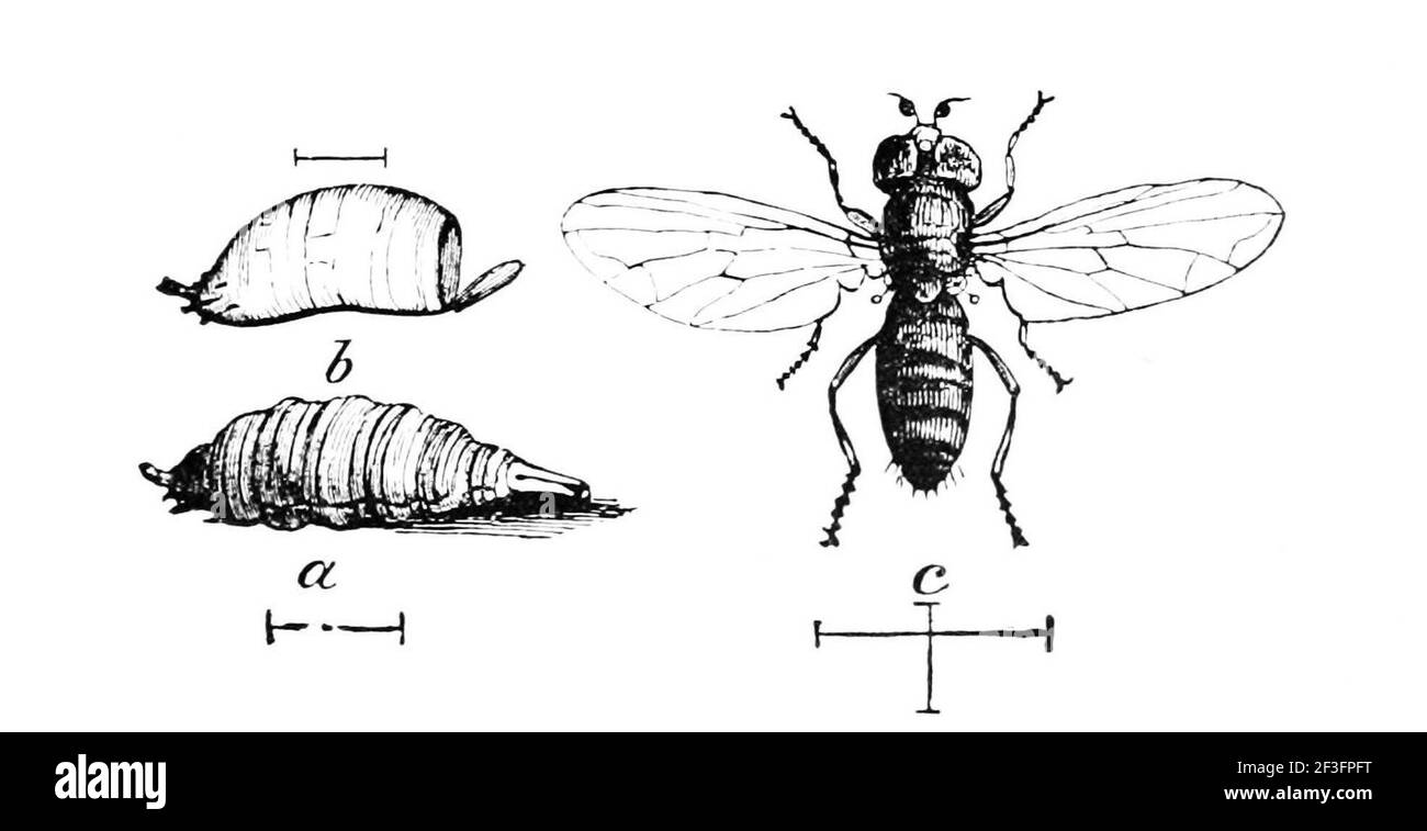 Root fly Black and White Stock Photos & Images - Alamy