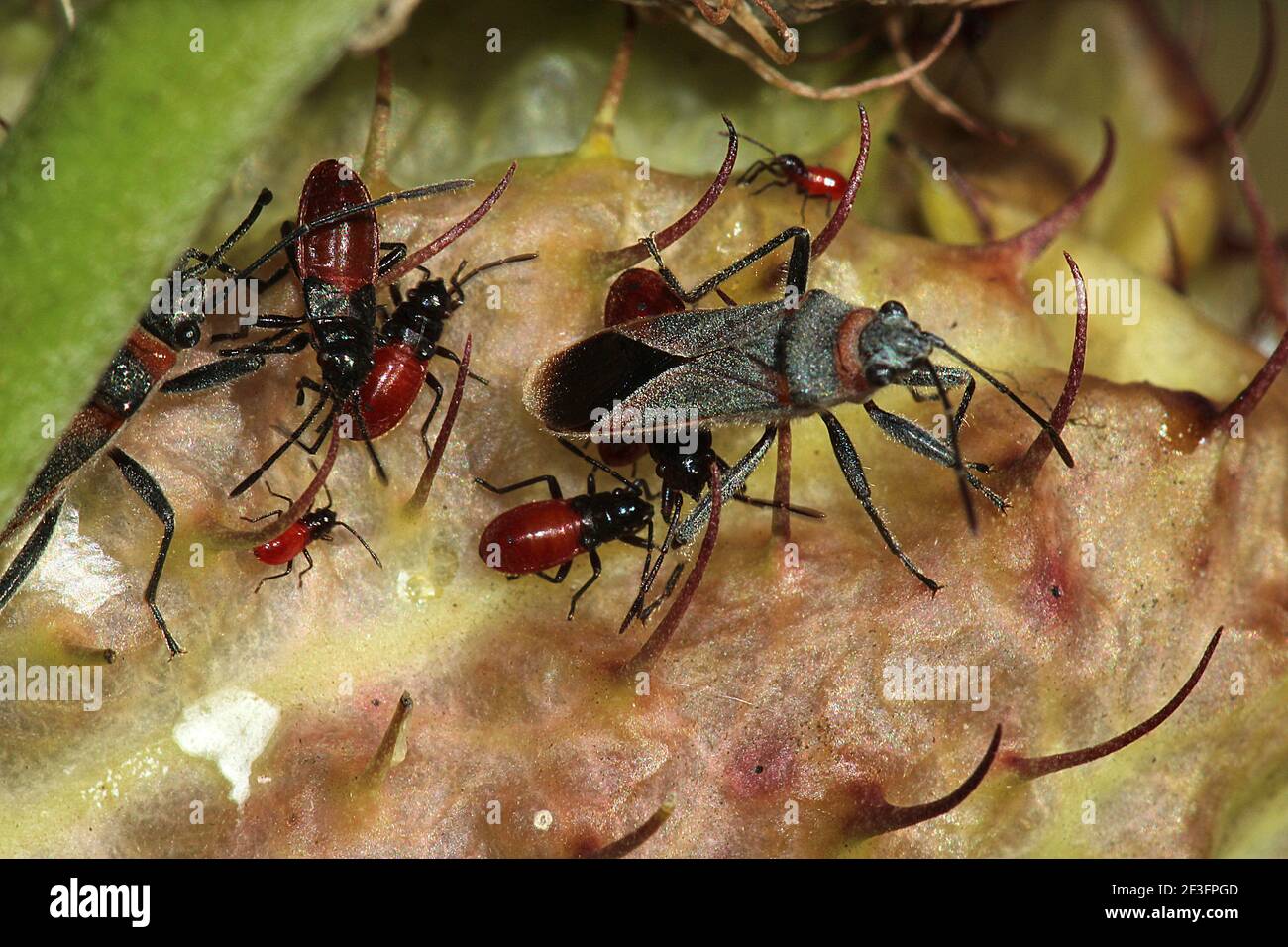 Swan plant seed bug (Arocatus rusticus Stock Photo - Alamy