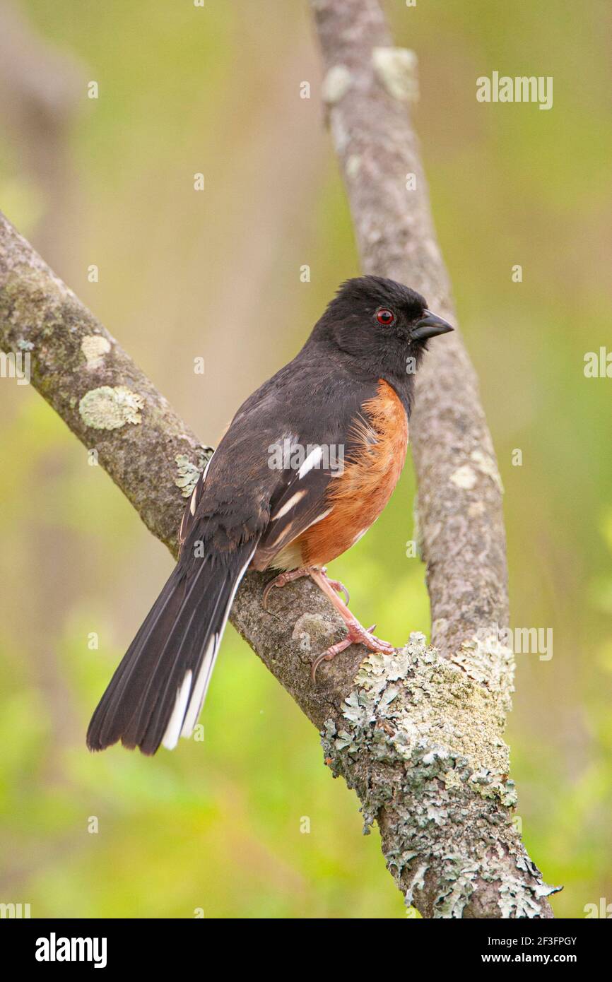 Rufous sided towhee hi-res stock photography and images - Alamy