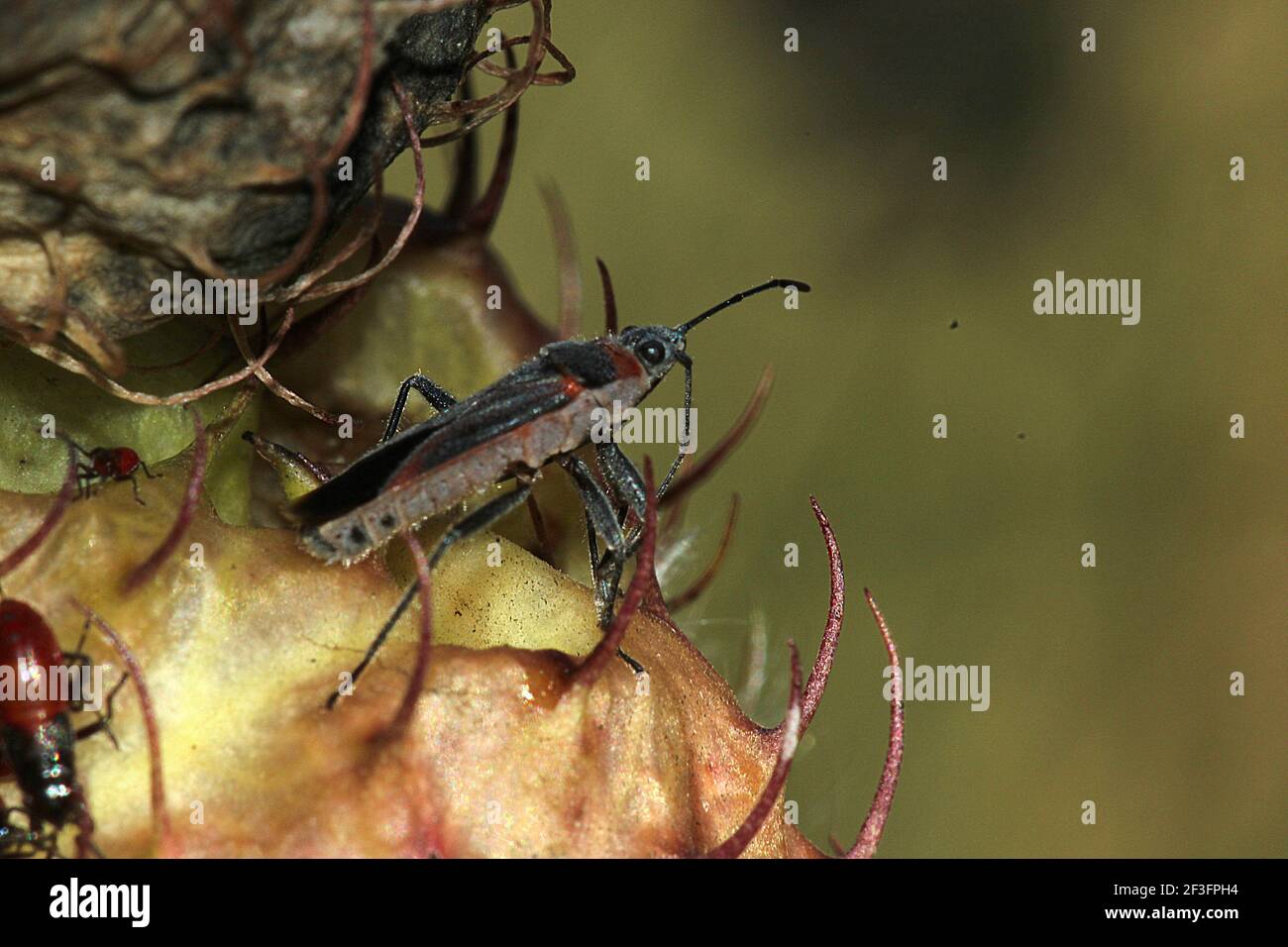 Swan plant seed bug (Arocatus rusticus Stock Photo - Alamy