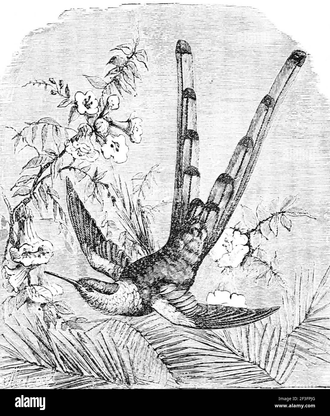 Sappho comet hi-res stock photography and images - Alamy