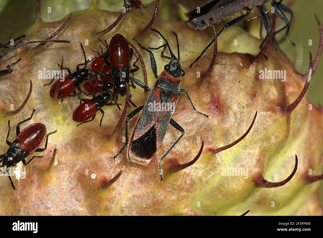 Swan plant seed bug (Arocatus rusticus Stock Photo - Alamy