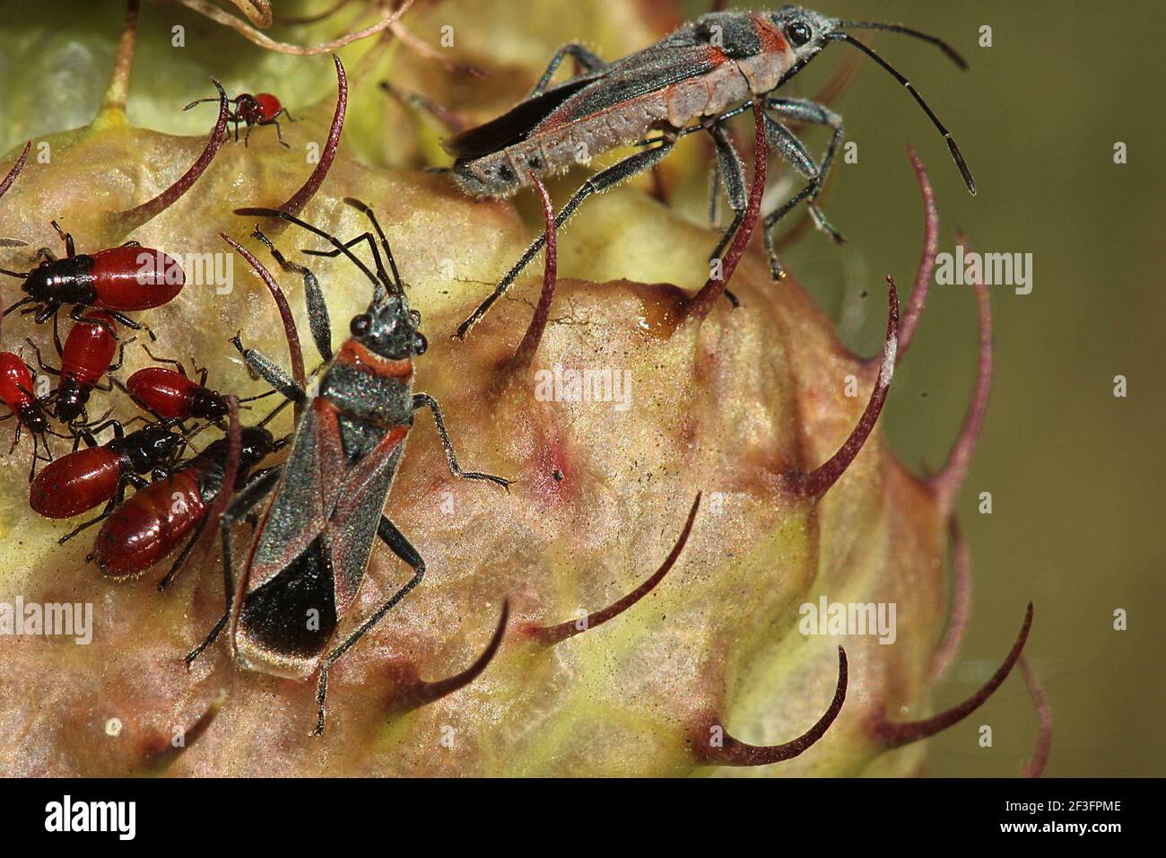 Swan plant seed bug (Arocatus rusticus Stock Photo - Alamy