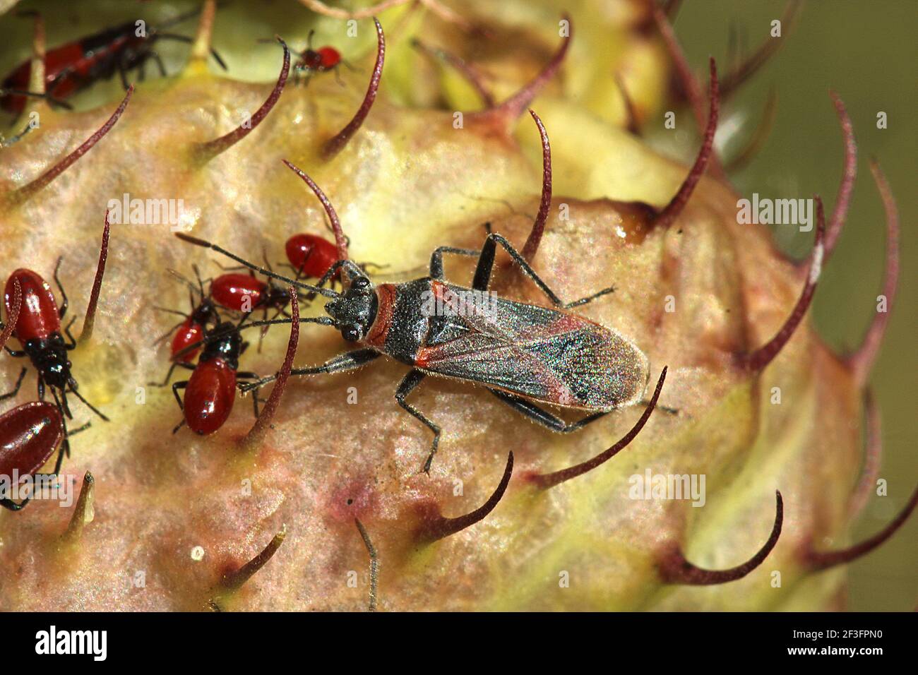 Swan plant seed bug (Arocatus rusticus Stock Photo - Alamy