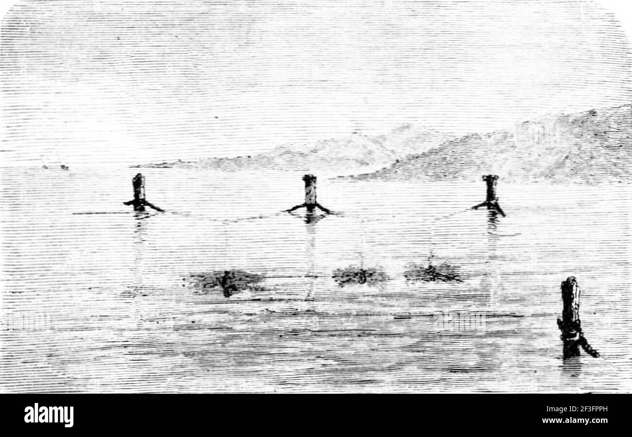 Oyster spat hi-res stock photography and images - Alamy