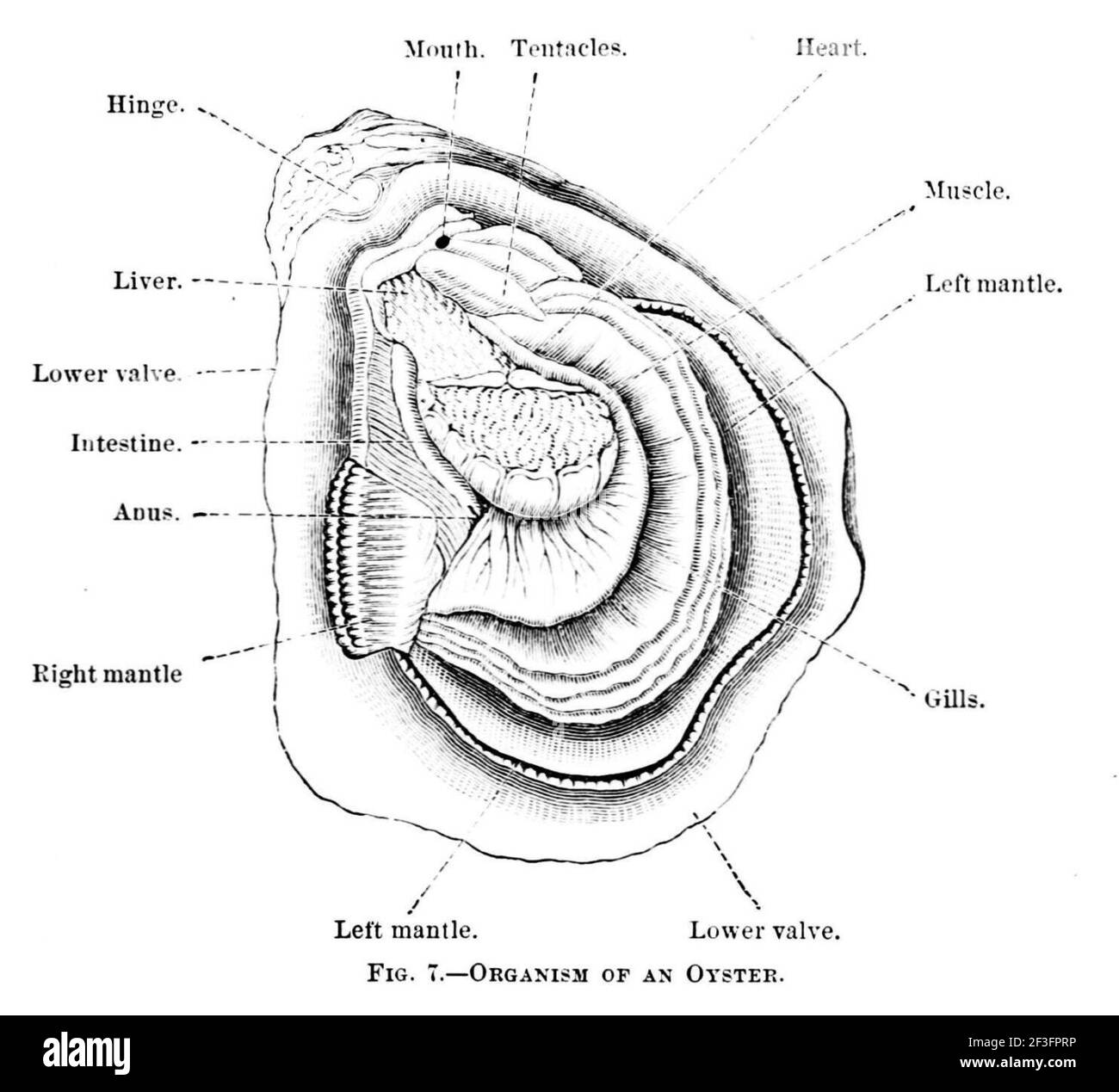 Organism of an oyster Stock Photo - Alamy
