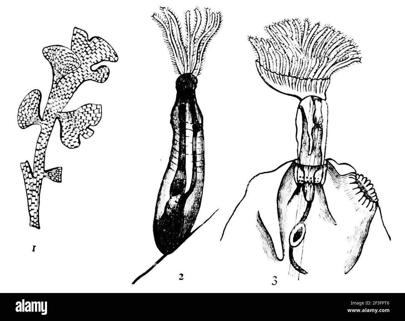 Flustra truncata hi-res stock photography and images - Alamy