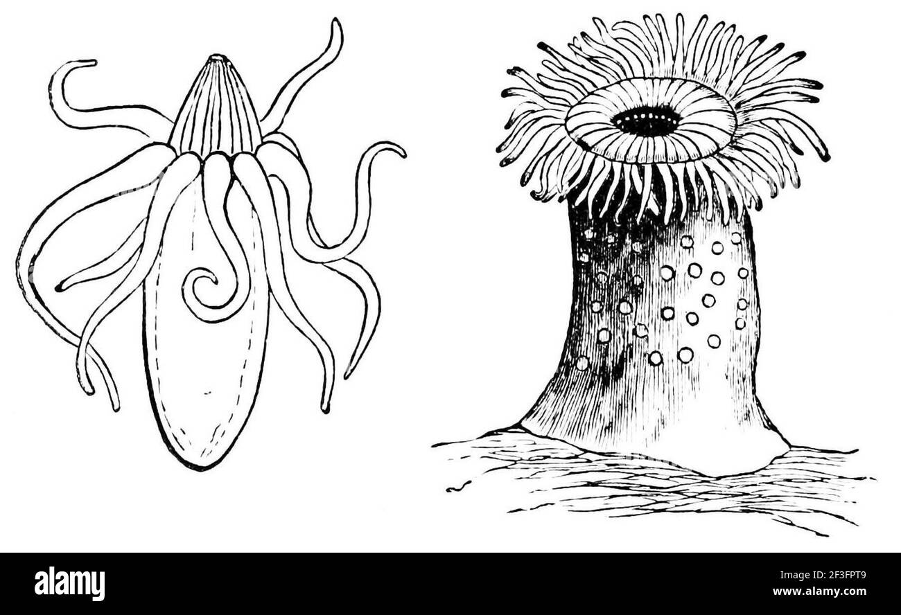 Sea anemones Black and White Stock Photos & Images - Alamy