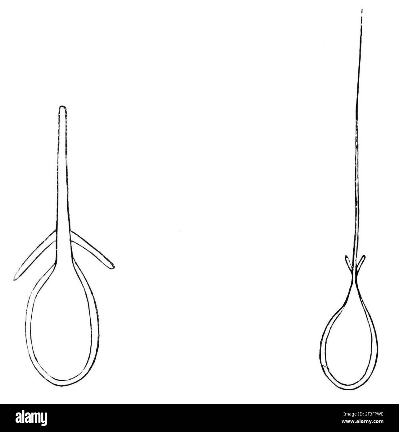 Thread cell coiled and uncoiled Stock Photo - Alamy