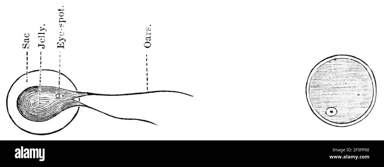 Protococcus hi-res stock photography and images - Alamy